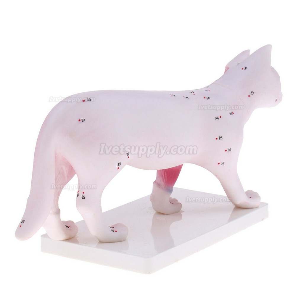 Cat Acupuncture Model Anatomical Medical Model School Teaching Student ...