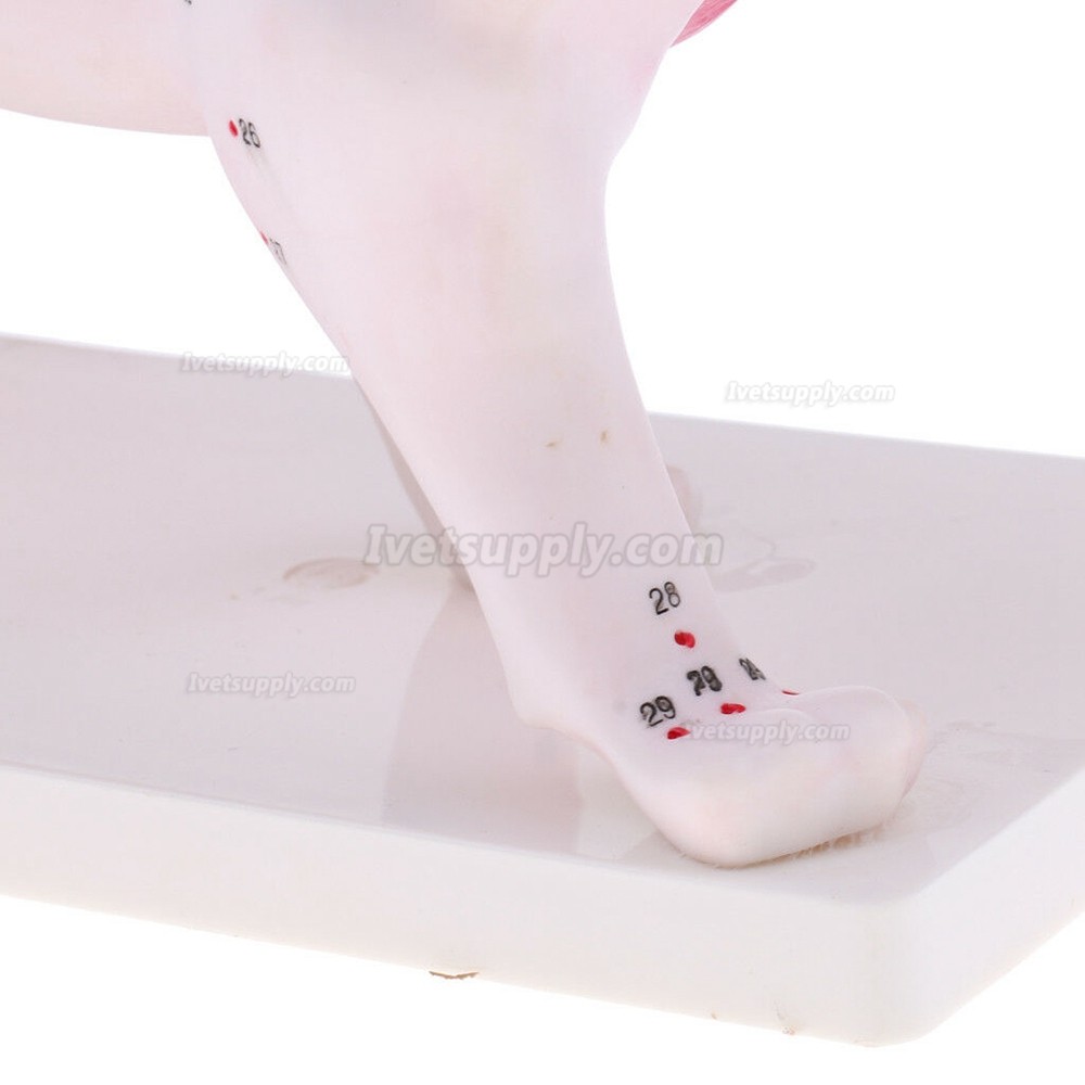 Cat Acupuncture Model Anatomical Medical Model School Teaching Student ...