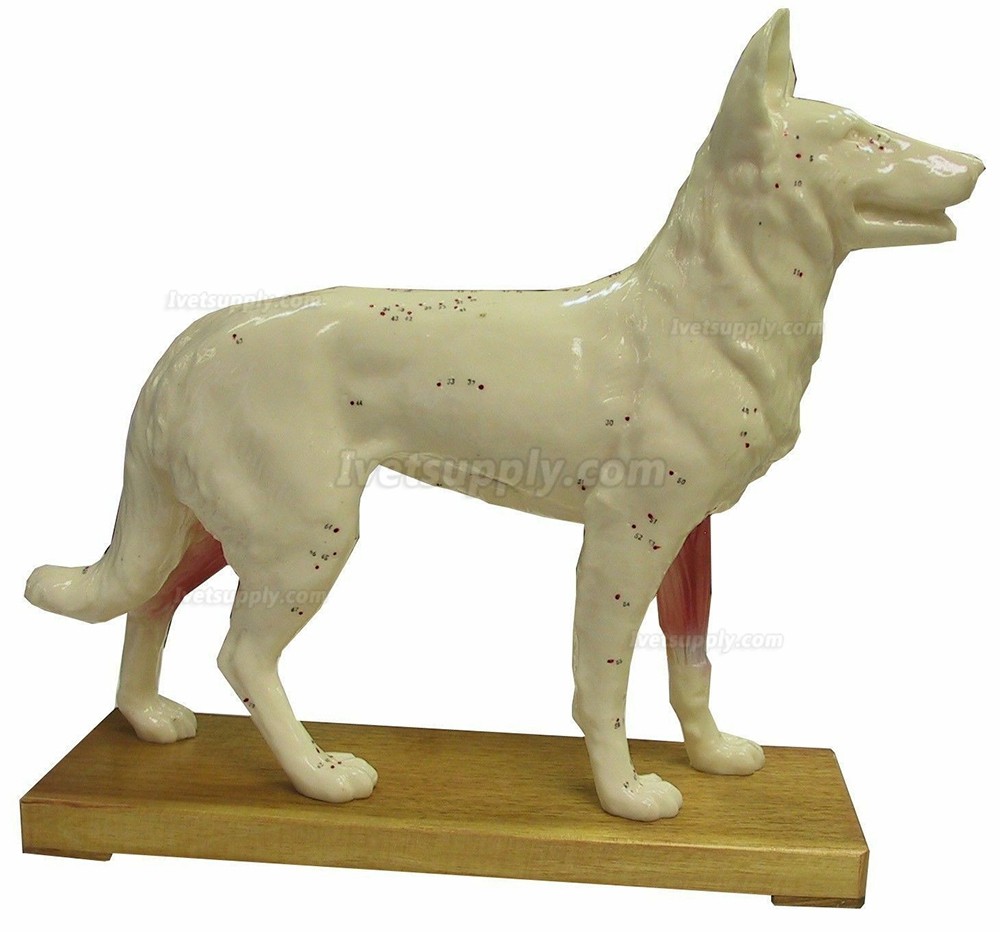 Dog Acupuncture Model Anatomy Anatomical Medical Veterinary Animal ...