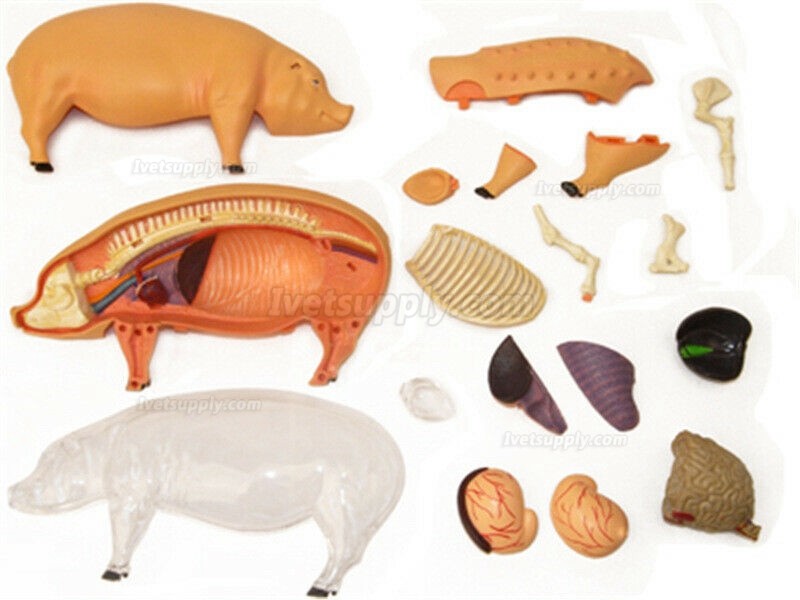 Pig Anatomy Science And Education Assembled Model Teaching Model for ...